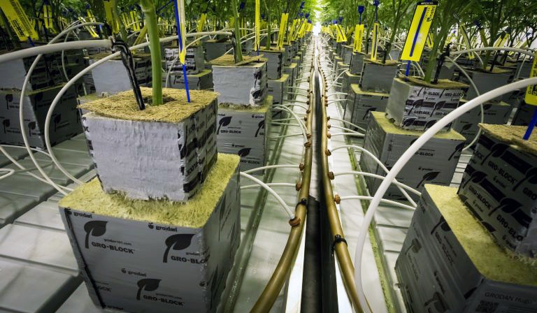 Growers Guide to Crop Steering
